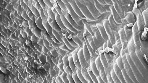 Sand Electron Microscope